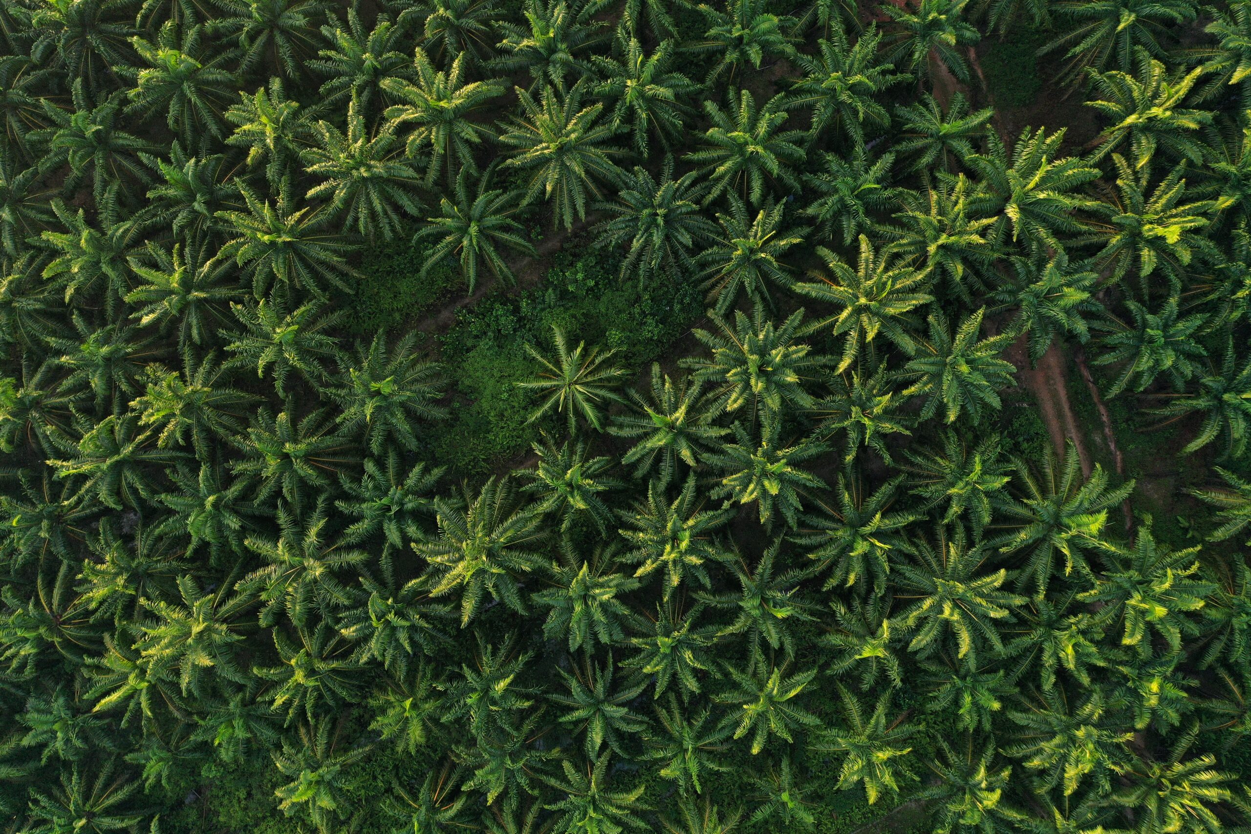 Indonesia’s Palm Oil Industry 2025: Market Insights, Challenges, and ...